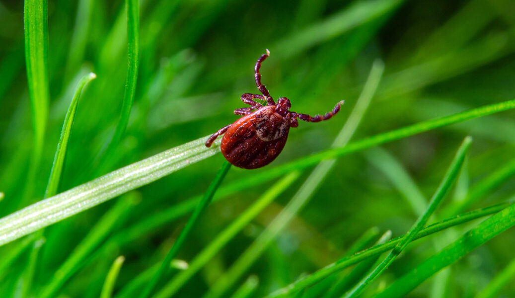 The Ultimate Guide to Tick Pest Control - JHL Turf Pros