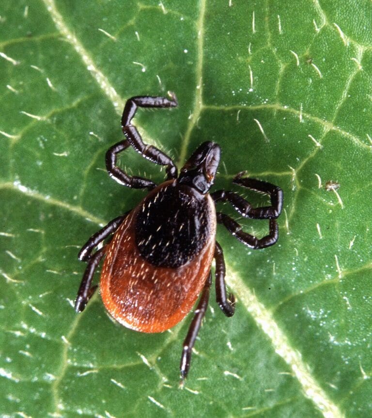 The Ultimate Guide to Tick Pest Control - JHL Turf Pros