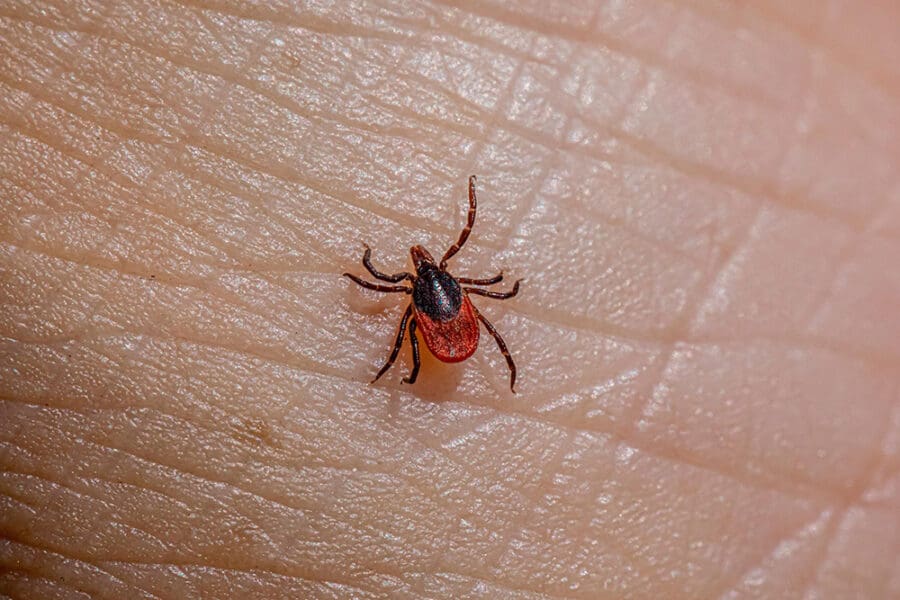 When is Flea and Tick Season in Pennsylvania? - JHL Turf Pros